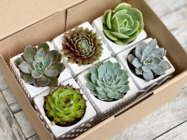 Succulent Gift box | Set of 6 Succulents in Designer Ceramic Pots